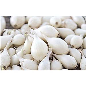 White Onion Sets, 60-80 Bulbs