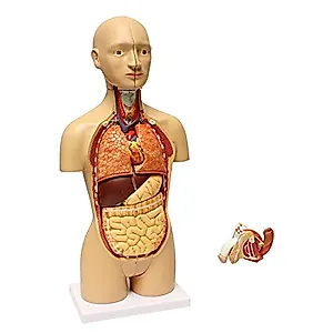 MonMed Human Torso Model – 17in Human Body Model Anatomy Doll with Removable Organs 3D Human Organ Model