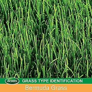 Scotts Turf Builder Grass Seed Bermudagrass, Mix for Full Sun, Built to Stand Up to Heat & Drought, 5 lbs.