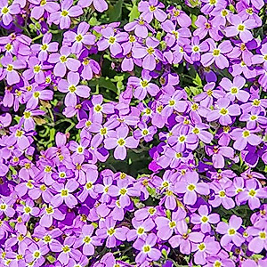 Aubrieta Seeds False Rockcress Perennial Drought Tolerant Deer Resistant Rock Garden Ground Cover Bed Border Outdoor 50Pcs Flower Seeds by YEGAOL Garden