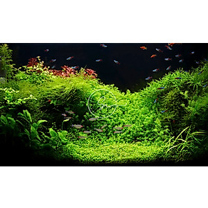 Swimming Creatures Java Moss (Large 25 Square Inch Portion) Freshwater Aquarium Plants Java Moss Live Plant for Aquarium. Guarantee.