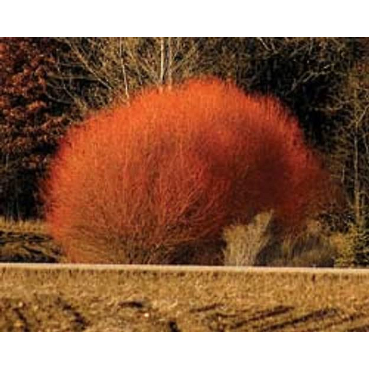 Red Flame Willow Trees - Burning Bush - Fast Growing and Stunning Color (2 Trees)