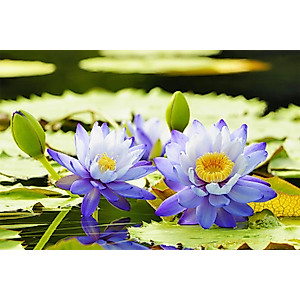 35 Pcs Bonsai Lotus Seeds for Planting Bowl Lotus Seeds, Water Lily Flower Plant Seeds. Great for Beginners and Seasoned Gardeners Alike.