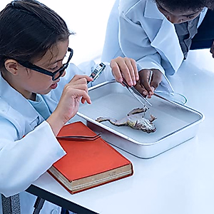 Anatomy Lab Grass Frog Specimen for Dissection, for Biology Classrooms, 3-4 inches Plain Injection, Vacuum Pack of 1