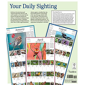 Audubon Songbirds and Other Backyard Birds Picture-A-Day Wall Calendar 2022: Your Daily Sighting of Songsters that Bring Color, Joy, and Sweet Melodies.