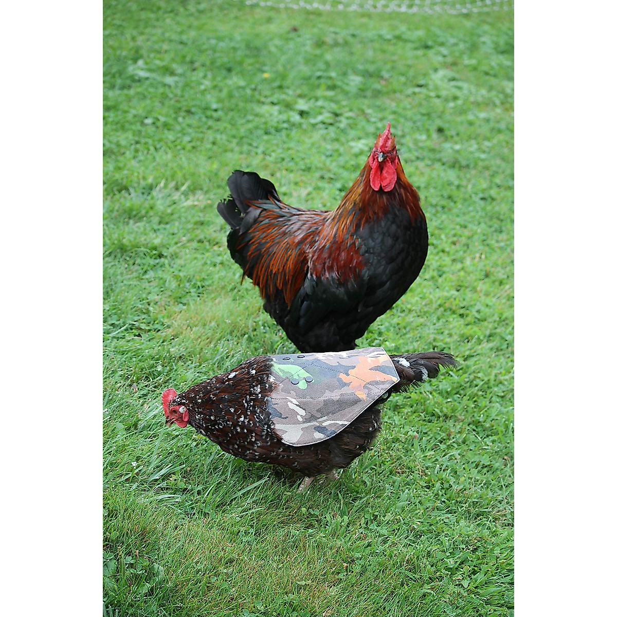 The Chicken Chick® Hen Mating Saddle Standard…