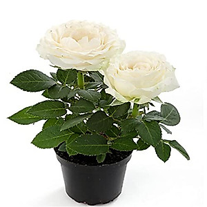 zcbang 100+ Seeds White Rose Bonsai Flower Balcony Plant for Home Garden