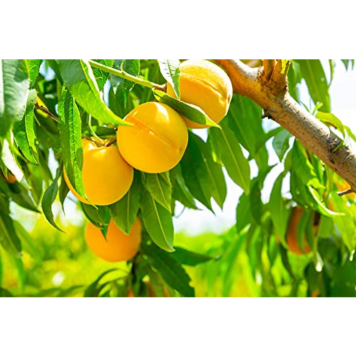 Lovell Peach Tree Seeds for Planting, (Prunus persica), 2 Heirloom Seeds Per Packet, (Isla's Garden Seeds), Non GMO Seeds, Great Home Garden Gift