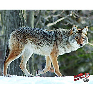 Duramesh Archery Targets Coyote, DM209