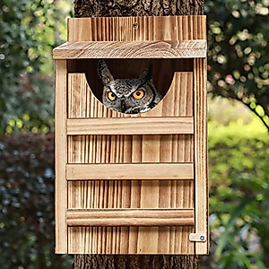 Owl House Owl Box