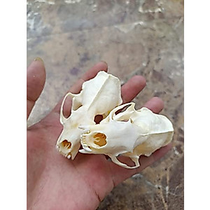 HOT 1/2/3/5/10 pcs Real Animal Skull Specimen Taxidermy Cleaned Skull Collection Fox, cat, Mink, Crocodile, Dog, Raccoon, Snake, Rabbit, Goat ，Muskrat，Nutria，Fox's paw (1pcs,Mink)