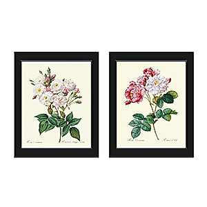 Botanical Pink White Roses Prints - Unframed - Beautiful Antique Illustration Wall Art Set of 2 Prints French Flowers Home Room Decor Small or Large Dining Room Bedroom Living Interior Design LRR
