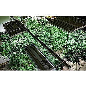 Rope Ratchet 1/8 Ratchet 12 PAK with Spring Clips (6 Pair)… Black