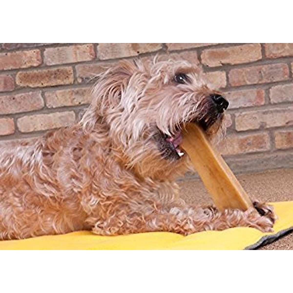 Downtown Pet Supply Yak Cheese Himalayan Dog Chews - Large Yak Chews Rich in Nutrients for Medium to Large Dogs - Long Lasting, Odorless and Easy to Digest Cheese Dog Treats - 1 LB