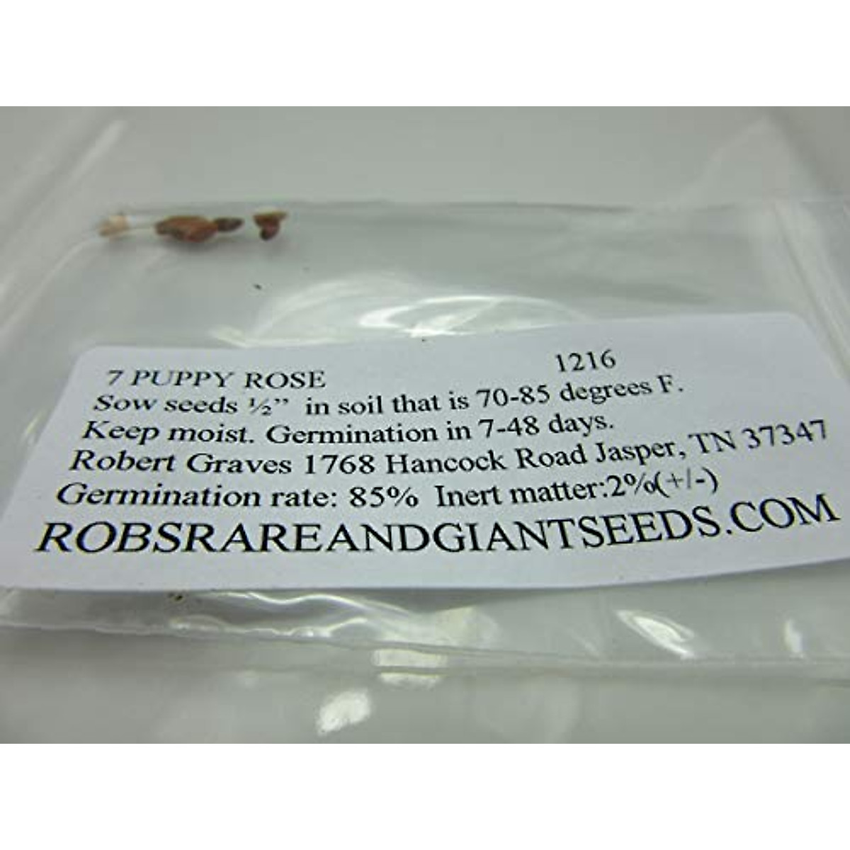 1216-Puppy Rose (Rosa Canina) Seeds by Robsrareandgiantseeds UPC0764425788690 Non-GMO,Organic,USA Grower,Historic plants,Showy,Bonsai,Exotic,Rosehip-Tea-Oil-Syrup,Wild-Dog Rose,1216 Package of 7 Seeds