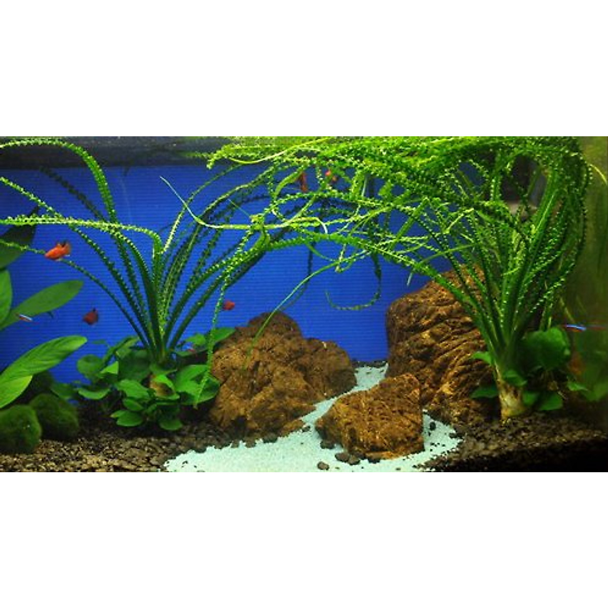 Crinum Calamistratum Onion Plant - Easy Tropical Live Aquarium Plant