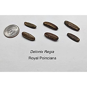 25 Seeds Delonix regia - Royal Poinciana Flamboyant Flame Tree