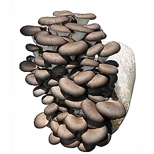 Root Mushroom Farm— Blue Oyster Mushroom Grow kit/ 3.2 pounds Log/Multiple flushes/Everything Included