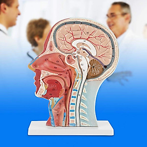 Anatomical Head Model, Anatomical Human Anatomical Half Head and Face Anatomy Medical Brain Neck Median Section Study Model