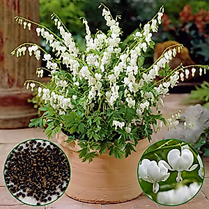 GARDENS 60 Pcs Mix Bleeding Heart Seeds for Planting Non-GMO Flower Seeds for Home Garden Decor Easy to Grow