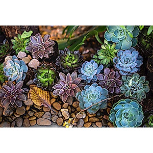 Succulent Kit Organizer Bag Gardening Tool Set | Terrarium Supplies Mini Succulent Garden Tool Kit | Heavy Duty Succulent Bonsai Planter Set Indoor Gardening | Fairy Zen Kit for Soil Fertilizer Seeds