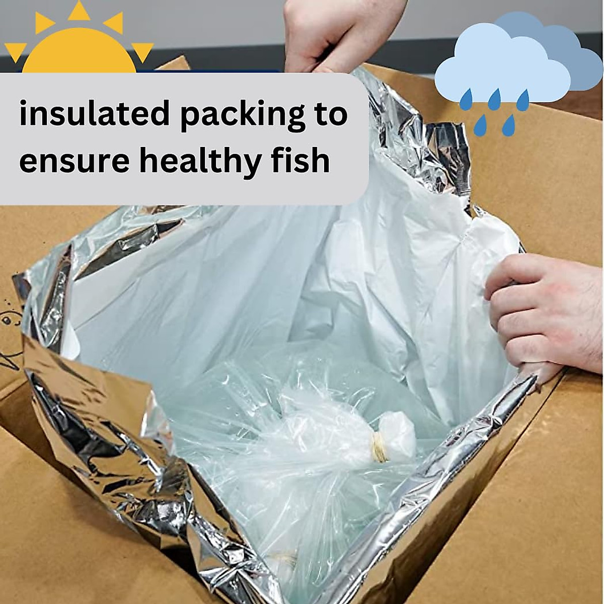 Cardinal Tetra Live Fish (8 Fish Pack) Small Size - Live Fish for Aquarium Exotic Freshwater Live Fish, Live Aquarium Fish, Live Fish, Live Freshwater Fish - Freshwater Fish Live Buy Live Fish