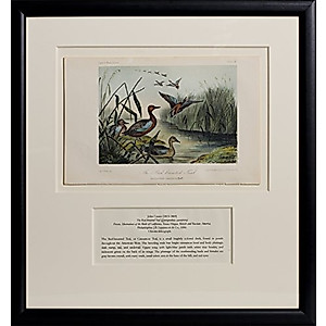 The Red-breasted Teal