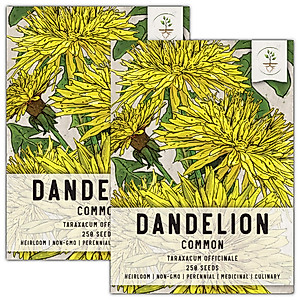 Seed Needs, Dandelion Seeds - 250 Heirloom Seeds for Planting Taraxacum officinale - Non-GMO & Untreated - Great for Tortoises, Rabbits & Bearded Dragons (2 Packs)
