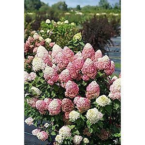 4.5 in. Qt. Quick Fire 'Fab' Hydrangea, Live Plant, White and Pink Flowers