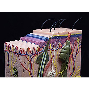 Skin Model, 50X Enlarged Anatomical Model Anatomy for Science Classroom Study Display Teaching Medical Model