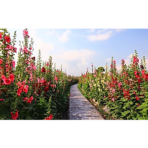 350+ Hollyhock Flower Seeds - Non GMO Carnival Mix Giant Mallow Double Hollyhock Seeds - Home Garden Flower Perennial