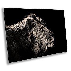 Lion (Panthera leo) - Print/Canvas/Acrylic/Metal (Print Only, 11x14 Inches)