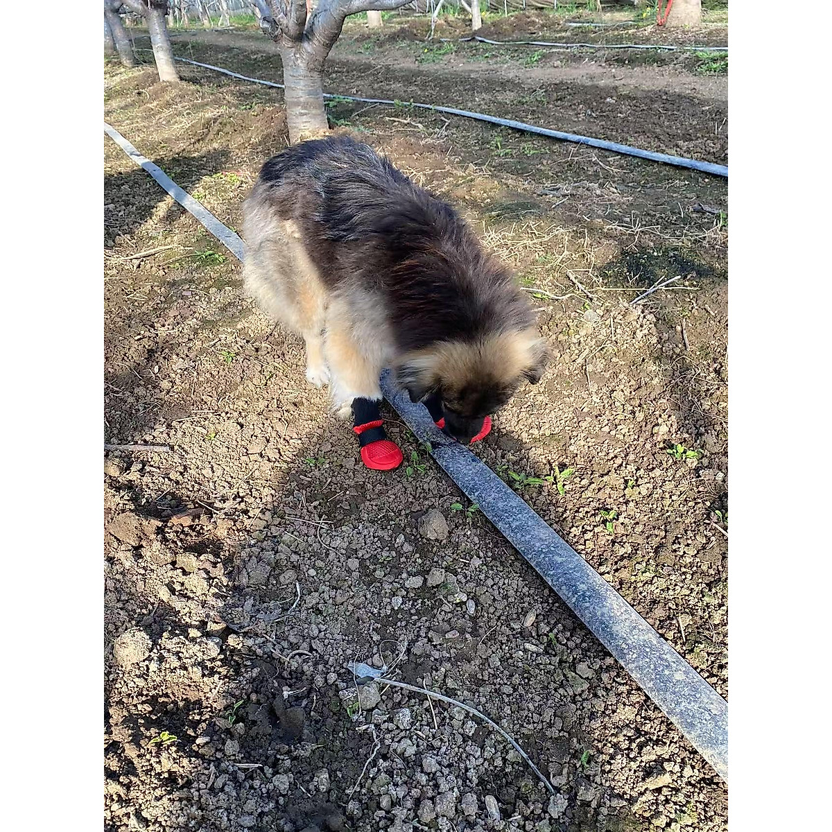 LONSUNEER Dog Boots Breathable Protect Paws Soft Nonslip Soles Set of 4 Size Large Color Red