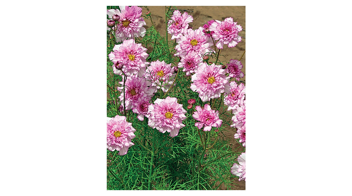 Burpee Double Click Bicolor Pink Cosmos Seeds - 50 Seeds