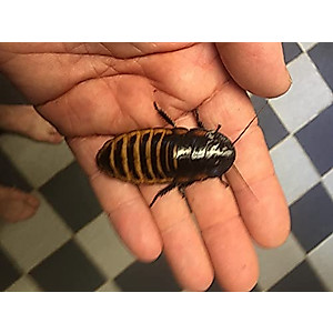 Honeybees100 Tiger Hissing Cockroach Adult Breeding Pair of (Gropmphadorhina grandidieri)