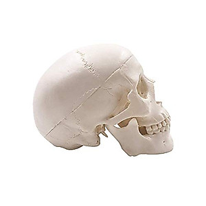 BornTo Edu Mini Skull Model - Small Size Human Medical Anatomical Adult Head Bone for Education