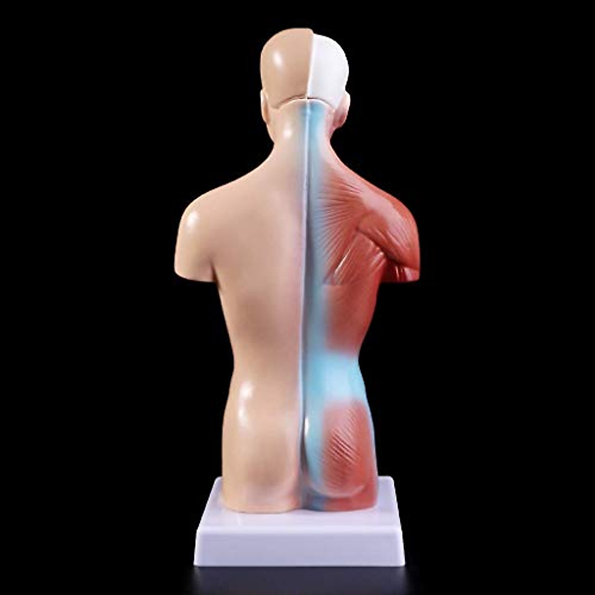 Human Torso Body Model Anatomy Anatomical Internal Organs for Teaching