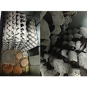 Dubia Roaches 100 Mixed Size for Feeding Reptiles by Copper Dragon's Roaches