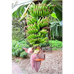 Fruit for Planting, Dwarf Cavendish Banana Fruit Tree 1 to 2 Feet, 1 Gallon Pot