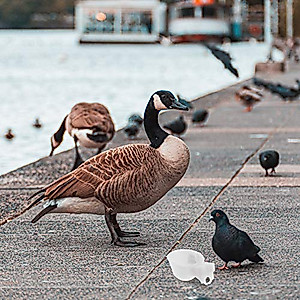 YARDWE 20PCS Automatic Pigeon Water Feeder Plastic Poultry Drinking Bowl Practical Quail Waterer Bird Supplies for Pigeon Chicken, White
