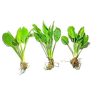 Marcus Fish Tanks - 3X Amazon Sword Echinodorus Bleheri Easy Live Aquarium Plants for Aquatic Freshwater Fish Tank