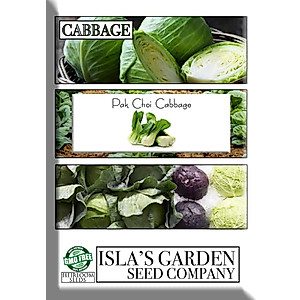 Pak Choi Cabbage Seeds for Planting, 500+ Heirloom Seeds Per Packet, (Isla's Garden Seeds), Non GMO Seeds, Botanical Name: Brassica rapa subsp. chinensi, Great Home Garden Gift