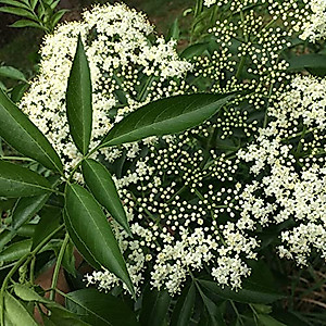 CHUXAY GARDEN 25 Seeds Sambucus Canadensis,American Elder,American Black Elderberry,Common Elderberry,Black Elder,Mexican Elderberry Edible Fruit Hardy Shrub Tree