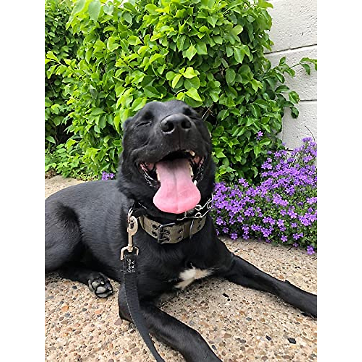 JiePai Military Dog Collar Adjustable Nylon k9 Tactical Dog Collar with D-Ring & Buckle Collars for Medium Large Dogs (Ranger Green,L)