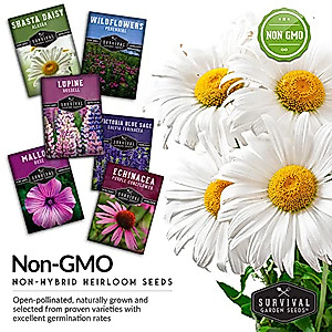 Survival Garden Seeds Perennial Flowers Collection - Shasta Daisy, Echinacea, Russell Lupine, Rose Mallow, Blue Sage, and Perennial Wildflower Mix - Non-GMO Heirloom Seeds for Planting and Growing