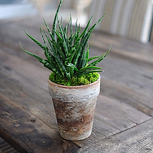 Veemoon 3 Packs of Artificial Moss Dried Moss Fake Lichen Plants for Home Fairy Garden Patio Decoration- Dark Green 60g/ Pack