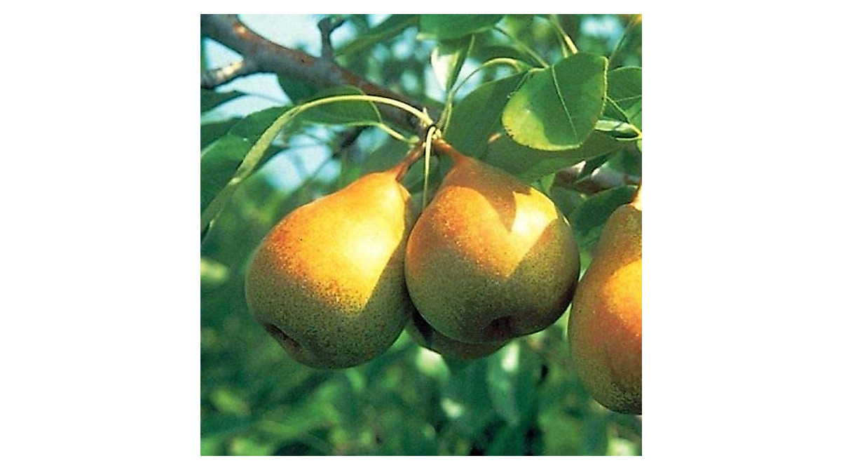 20 Mixed Pear Tree Seeds: Grow Bartlett, Kieffer & More!