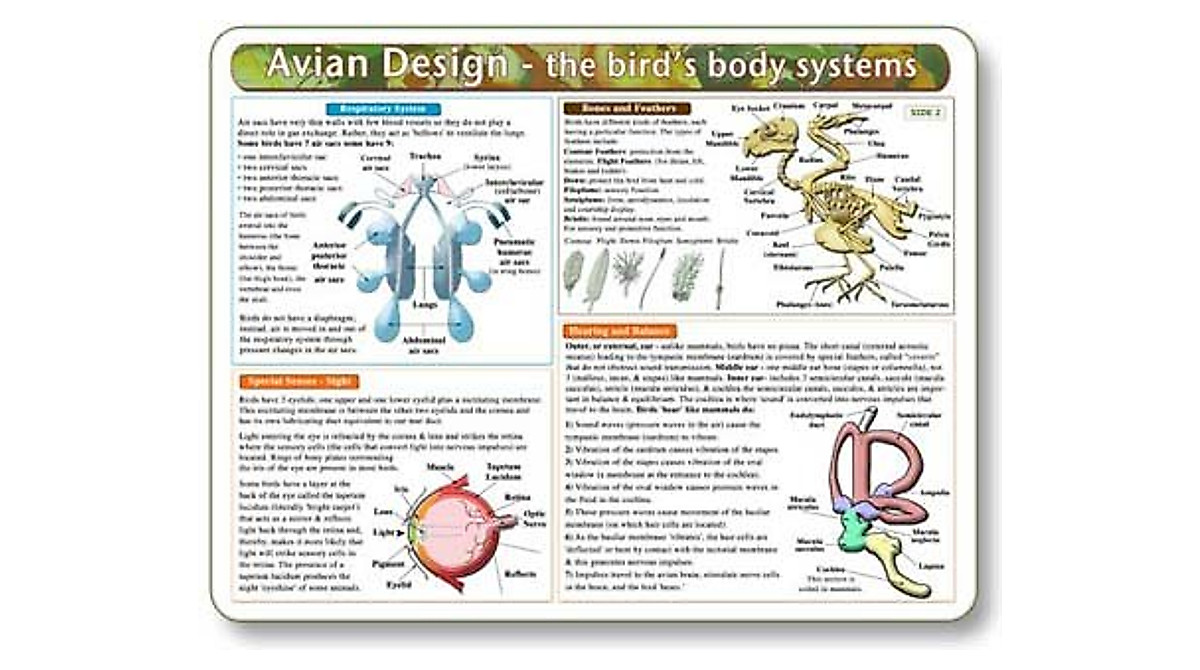 Bird Anatomy Chart - Learn Bird Body Systems | Kemah Avian Design