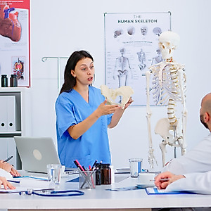 MonMed Life Size Female Pelvis Model, Hip Model – Female Anatomy Model, Hip Bone Pelvic Model Female Anatomical Model