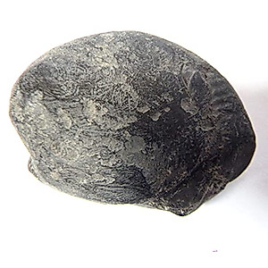 XUETZALCOATL Adwaitya Narsimha Maha Vishnu Shaligram Nepal Kali Gandaki